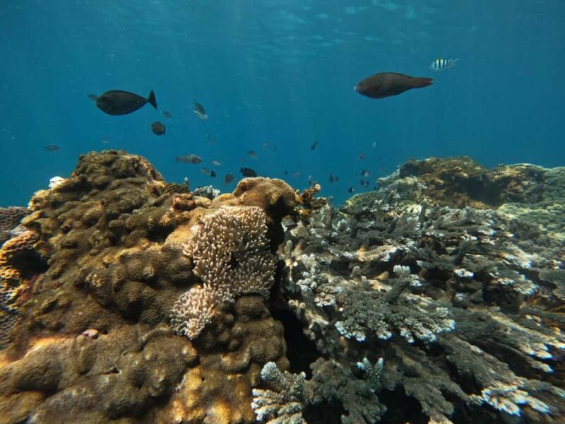 Bali: Snorkeling Blue Lagoon 2 Spot & Lunch optional Village - Who Should Consider This Tour?