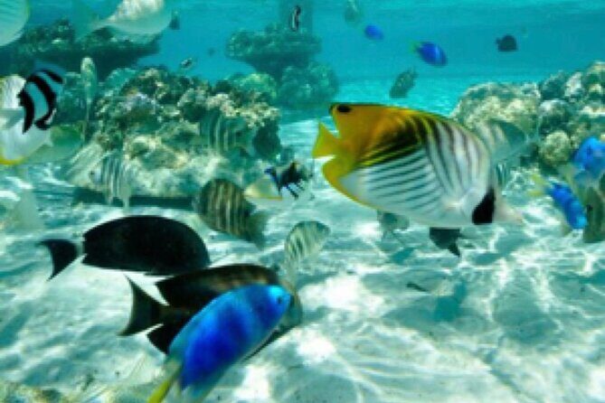 Bali Snorkeling Blue Lagoon Beach Include Lunch & Transport - Why This Tour Offers Good Value