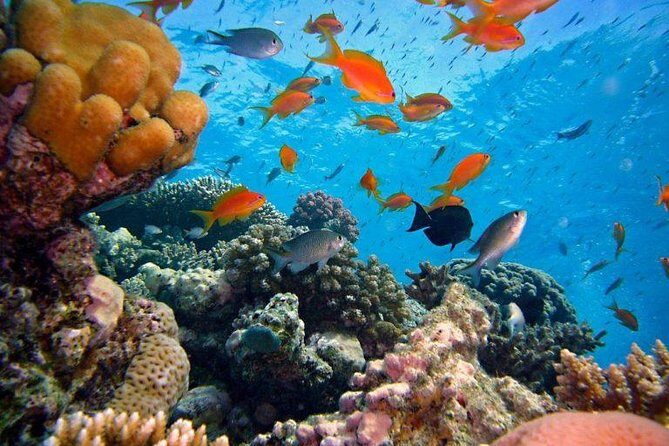 Bali Snorkeling Tour at Amed - The Value of the Tour and What It Means for Travelers