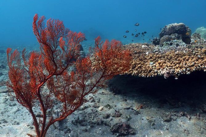 Bali Snorkeling Tour at Amed - The Itinerary in Detail