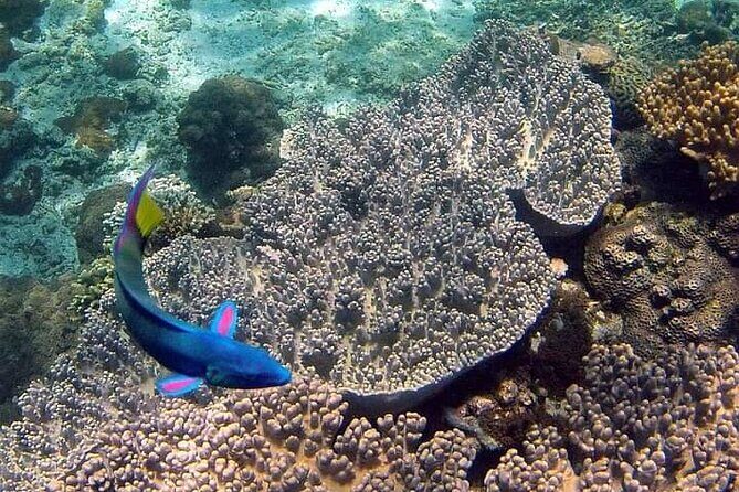 Bali Snorkeling tour at blue lagoon and tanjung jepun All inclusive - An Honest Overview of the Bali Snorkeling Adventure