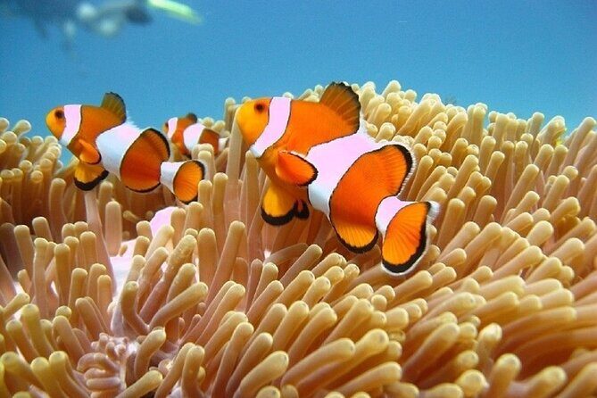 Bali Snorkeling Tour at Blue Lagoon Including Kanto Lampo Waterfall - Who Should Consider This Tour?