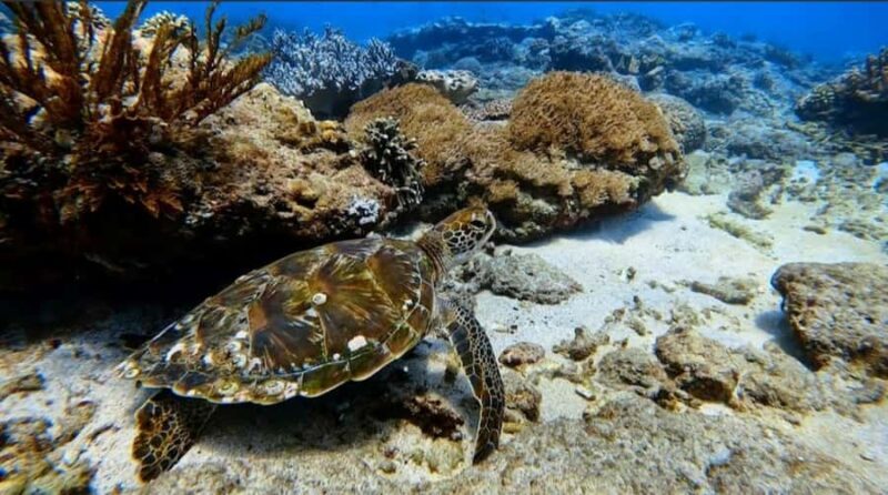 Bali: Snorkeling Trip to Blue Lagoon with Private Pickup Car - The convenience of private pickup and flexible locations