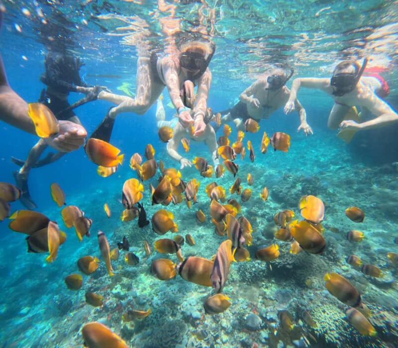 Bali: Snorkeling Trip to Blue Lagoon with Private Pickup Car - Exploring the underwater world