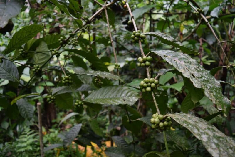 Bali: Sunrise Hike at Mount Batur with Bali Swing - An Honest Look at the Itinerary