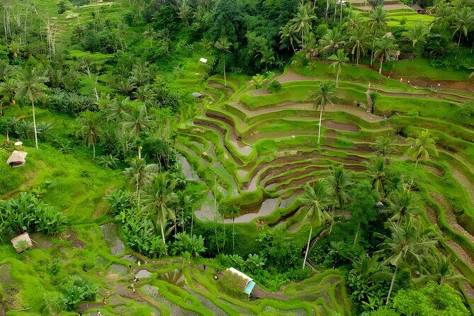 Bali Sunrise Trekking and Full-Day Trip in Ubud Best Destination - What Do Travelers Say?