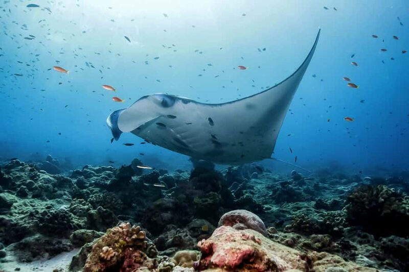 Bali: Swim with Manta Rays in Penida, Optional Lunch & Kayak - FAQ