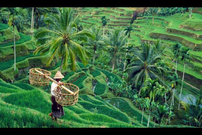 Bali: Swing And Ubud Tour - An In-Depth Look at the Itinerary