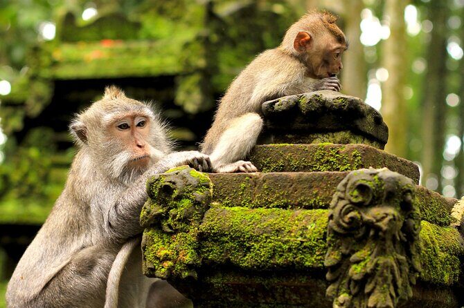 Bali: Swing Heaven, Monkey Forest and Waterfall Guided Tour - End of the Day and Return