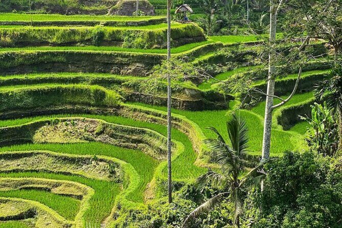 Bali Swing, Monkey Forest and Waterfall Tour - Discovering Hidden Gems: Kanto Lampo Waterfall