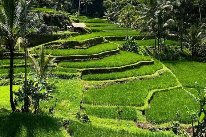 Bali Swing, Monkey Forest and Waterfall Tour - Ending the Day with a Cultural Touch