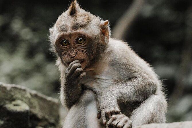 Bali Swing, Monkey Forest and Waterfalls Tour - Relaxing at Tibumana Waterfall