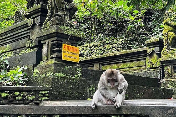 Bali Swing, Monkey Forest and Waterfalls Tour - Authenticity and Reviews from Travelers