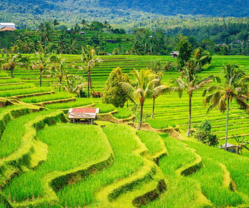 Bali: Tanah Lot, Rice Terrace, Ulun Danu & taman ayun temple - Key Points