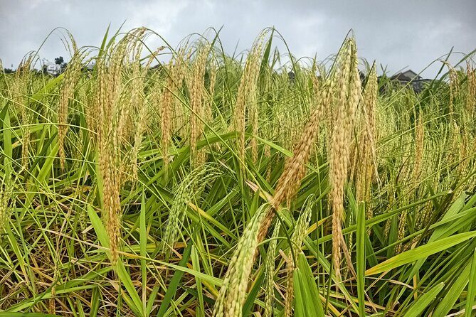 Bali Tanah Lot, Ulun Danu Beratan & Jatiluwih Rice Terrace - Who Will Love This Tour?