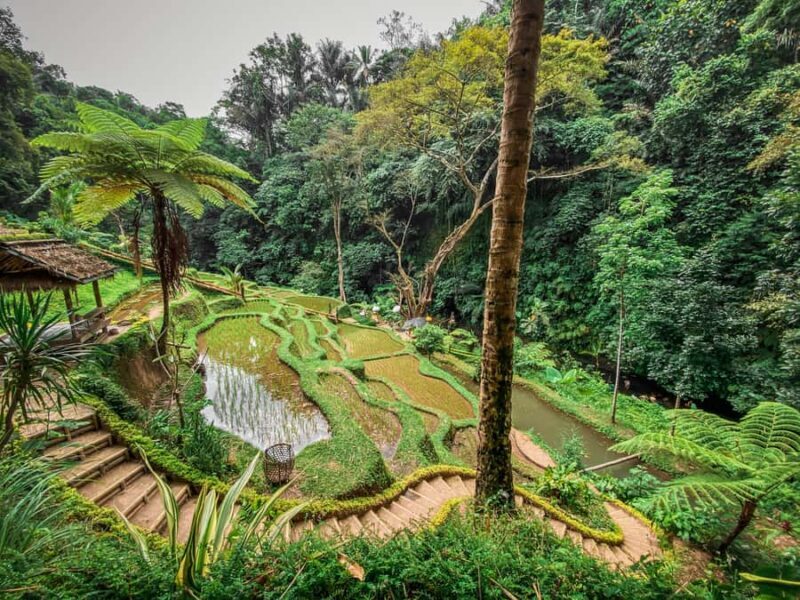 Bali: Taro Village and Holy Spring Water Temple Tour - A Closer Look at the Experience