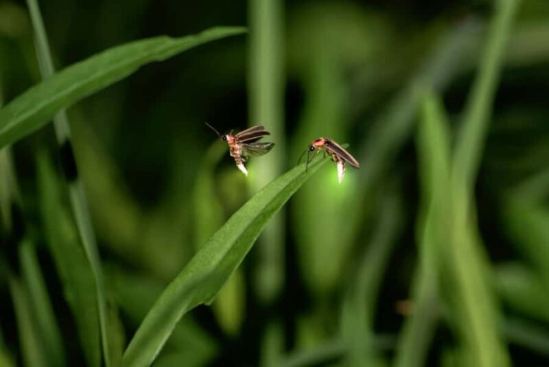 Bali: Taro Village Cycling Tour with Magical Night Fireflies - Practical Details & Tips