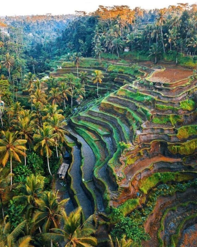 Bali: Temple, Waterfall, and Rice Terrace Private Tour - The Iconic Rice Terraces