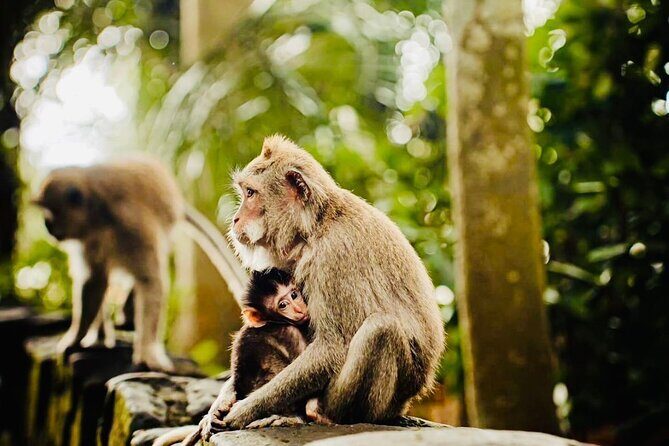 Bali Top Attractions Tour All-Inclusive Private Experience - FAQs