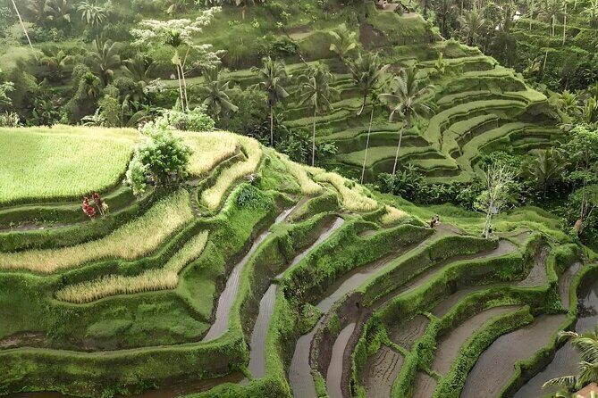 Bali Tour : Best Attractions in Ubud with Rice Terrace - An In-Depth Look at Bali’s Top Ubud Attractions