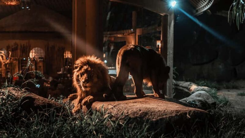 Bali Tour: Dinner with the Wildlife in the Zoo - What Travelers Can Expect