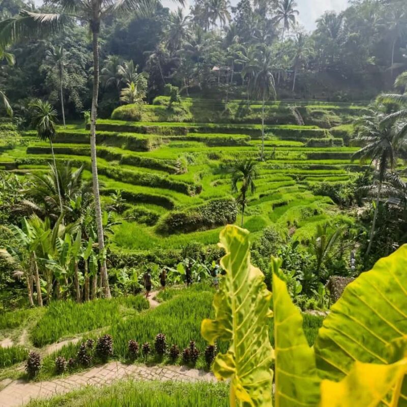 Bali Trilogy: Subak Irrigation, Waterfall & Ancient temple - A Closer Look at Bali’s Hidden Layers