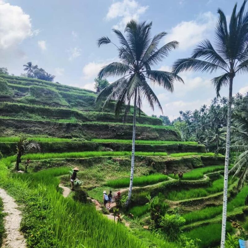 Bali Trilogy: Subak Irrigation, Waterfall & Ancient temple - Practical Considerations and Comfort