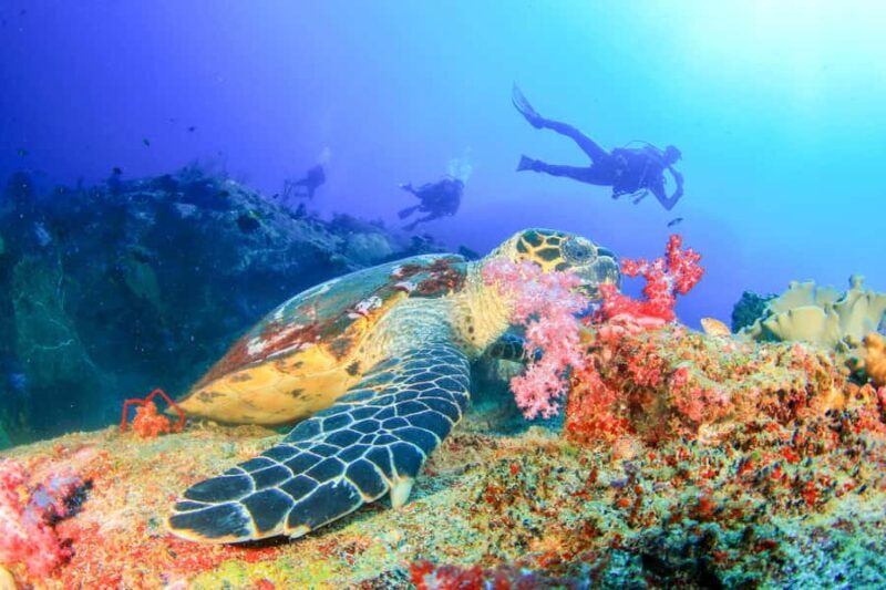 Bali: Tulamben Bay Beginner's Dive Experience - An Introduction to the Experience
