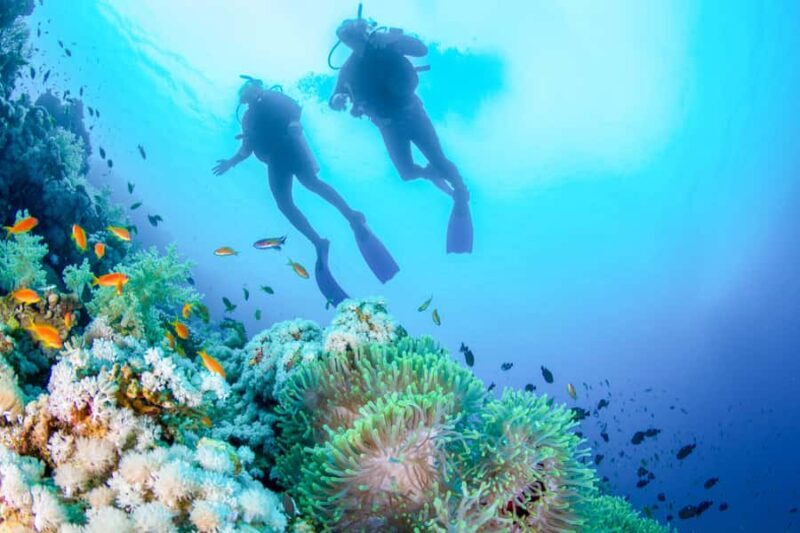 Bali: Tulamben Bay Beginner's Dive Experience - The Marine Environment and Highlights