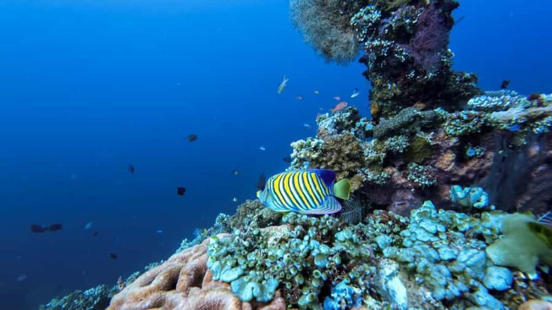 Bali: Tulamben Liberty Wreck Dive & Amed Kayak Trip - Final Thoughts: Who Should Book This Tour?