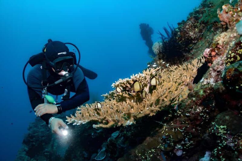 Bali: Tulamben Scuba Diving Experience - Summary: Who Will Love This Experience?