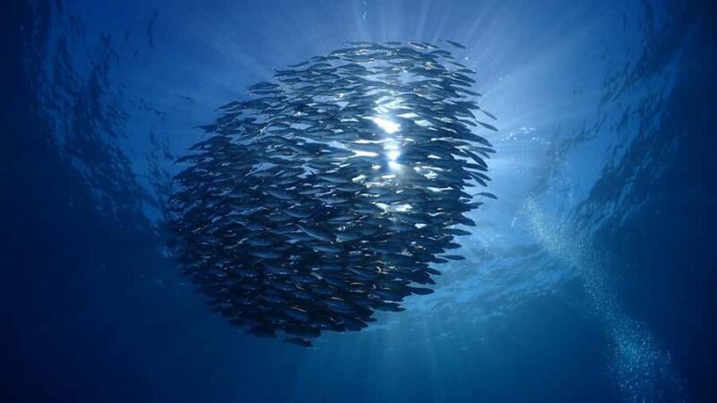 Bali: Tulamben USAT Liberty Wreck Scuba Diving Private Tour - Final Thoughts