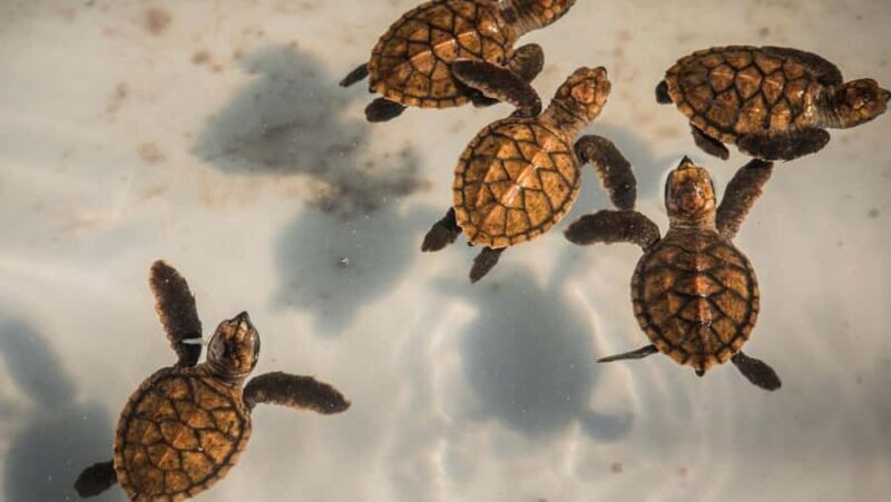 Bali: Turtle Conservation and Education Center Tour - Key Points