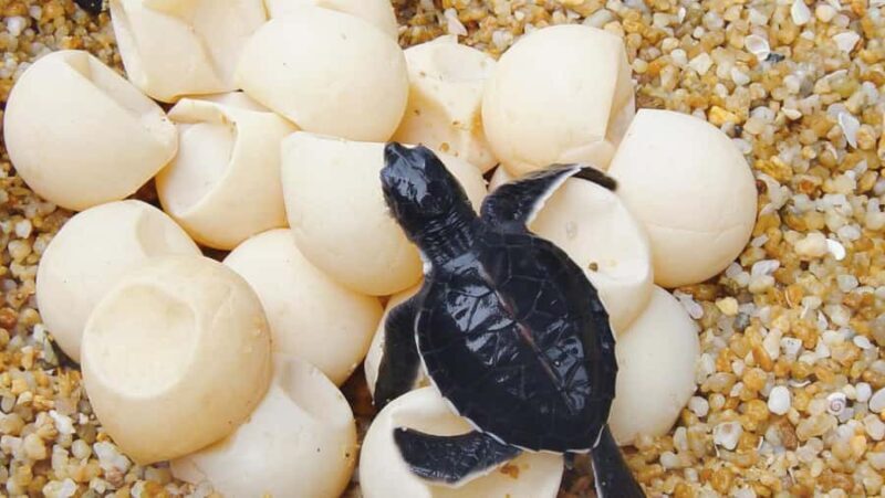 Bali: Turtle Conservation and Education Center Tour - What to Expect at the Turtle Conservation and Education Center