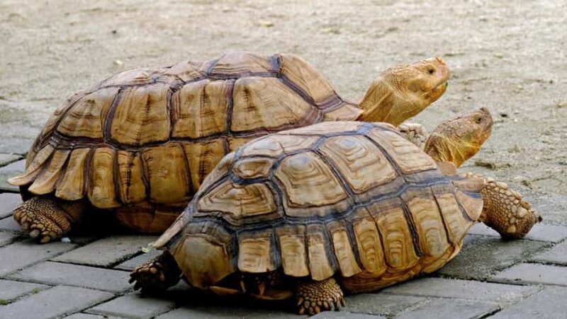 Bali: Turtle Conservation and Education Center Tour - FAQ