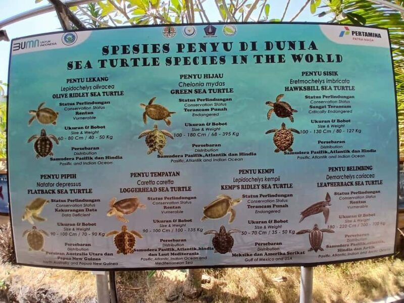 Bali: Turtle Conservation and Education Tour & Local Market - Key Points