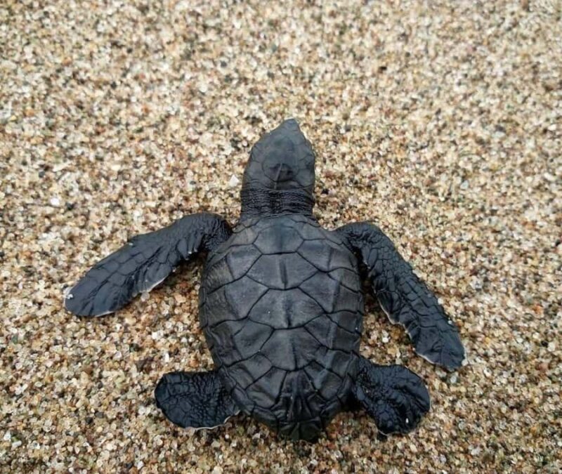 Bali: Turtle Conservation Visit & Island Land Tour - The Overall Experience: A Closer Look