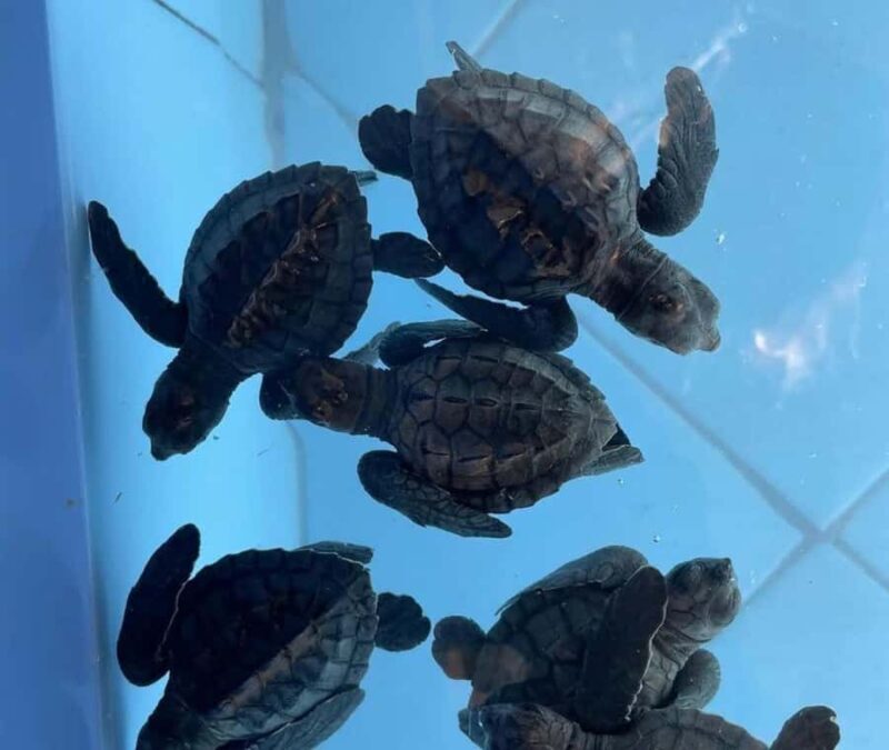 Bali: Turtle Conservation Visit & Island Land Tour - Who Will Love This Tour?