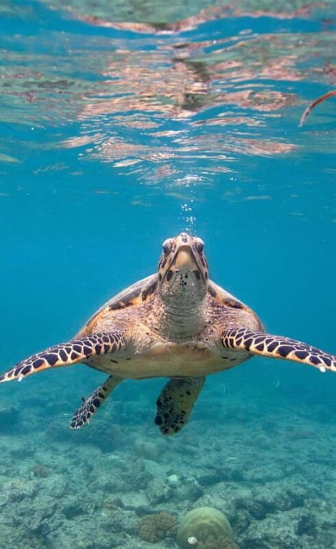 Bali: Turtle Island, and Beaches - Private Tour - An Honest Look at the Tour