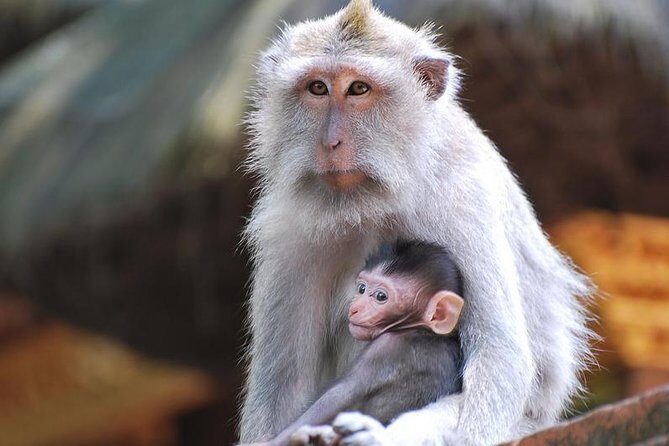 Bali Ubud and Volcano Day Tours - Key Points