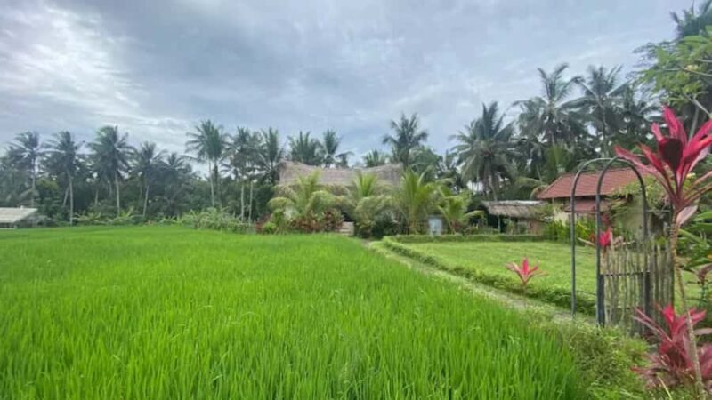 Bali: Ubud Culture and Adventure Tour with Waterfall - An Authentic Day in Ubud: What to Expect