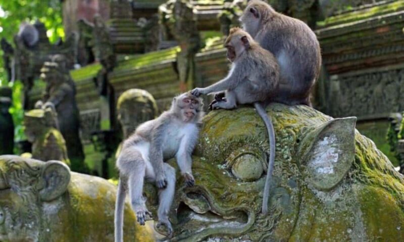 Bali: Ubud Customize Tour with Lunch & Coffee Tasting - Key Points