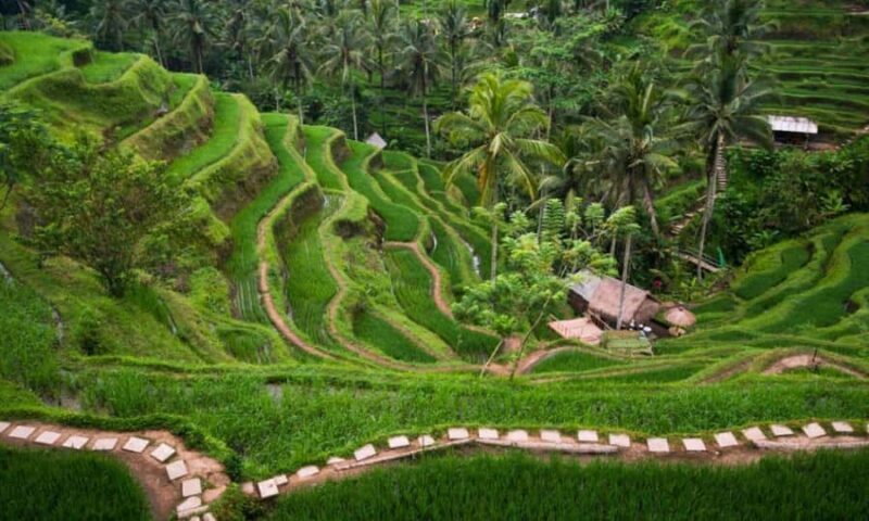 Bali: Ubud Customize Tour with Lunch & Coffee Tasting - Authentic Experiences and Genuine Value