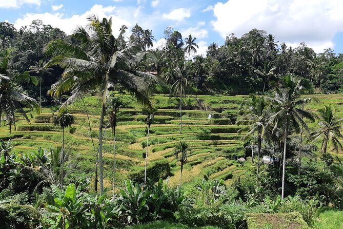 Bali Ubud Full Day All-Inclusive Private Tour  Best Private Tour - Why This Tour Appeals to Bali Visitors