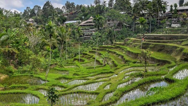 Bali: Ubud Highlight Tour With Flexible Itinerary Options - Who Should Consider This Tour?