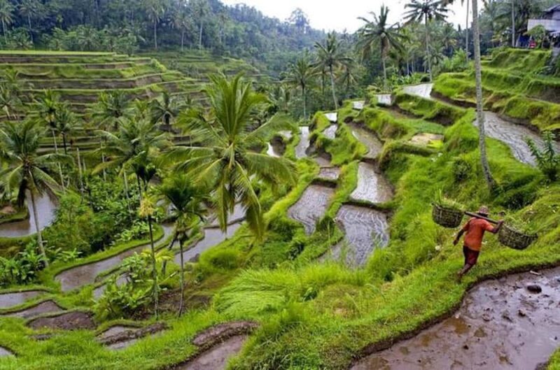 Bali: Ubud Highlights Tour w/ Canggu Black Sand Beach Chill - FAQ