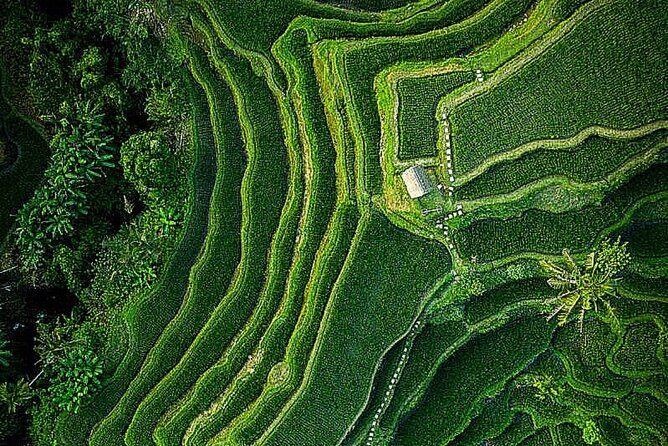 Bali: Ubud Highlights Tour with Private Guide and Transfers - A Closer Look at the Itinerary