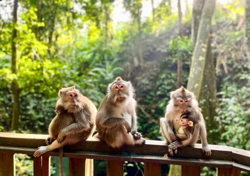 Bali/Ubud: Kanto Lampo Waterfall, Monkey Forest & Swing Tour - Final Thoughts