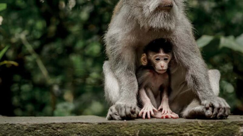 Bali: Ubud Monkey Forest Private Tour, Luxury Car - An In-Depth Look at the Tour