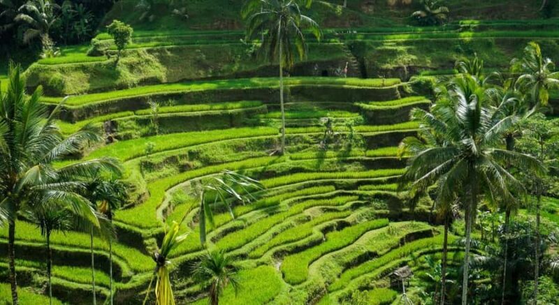 Bali: Ubud Private Tour with Waterfalls and Jungle Swing - Key Points
